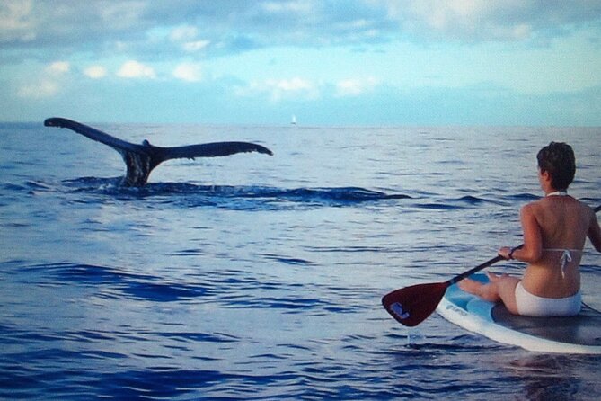Private Paddleboard (SUP) Whale Watch: All Skill Levels Welcome - The Value of a Private, Guided Tour