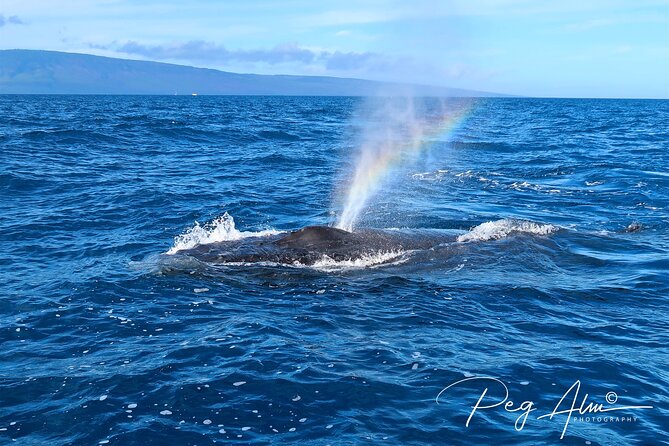 Private Paddleboard (SUP) Whale Watch: All Skill Levels Welcome - Practical Details and Booking Tips