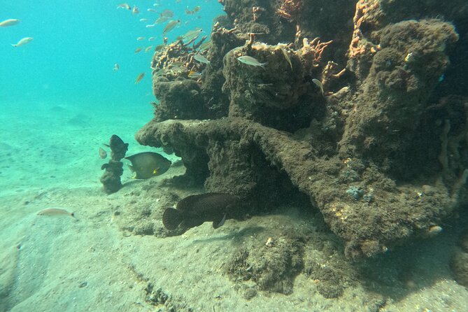 Private Peanut Island Boat & Snorkel Tour - FAQs