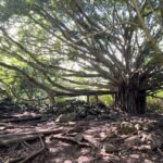 Private Pipiwai Trail Maui Open-Air Jeep Tour - Who Should Consider This Tour?