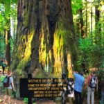 Private Redwoods Tour & Beach Horseback Riding Experience from San Francisco - The Value of This Tour