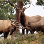Private Rocky Mountain National Park Tour from Denver - What Could Be Better?