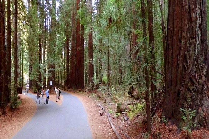 Private Russian River Day Trip from San Francisco: Redwoods and Wine Country - Visiting the Redwoods and the Ancient Forests