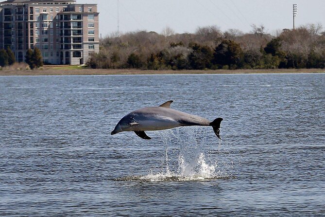 Private Sailing, Dolphin and History Tour on Mystique - Who This Tour Is Best For