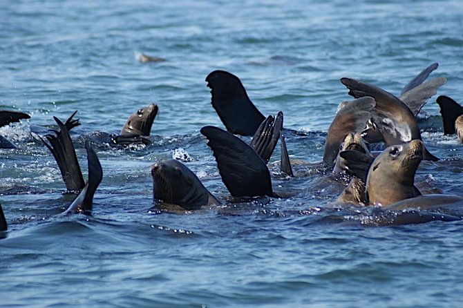Private Sailing Tour of Bodega Bay - What to Expect from the Private Sailing Tour