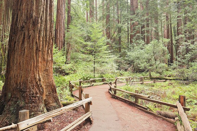 Private San Francisco City Tour and Muir Woods with Sausalito - Pricing and Value