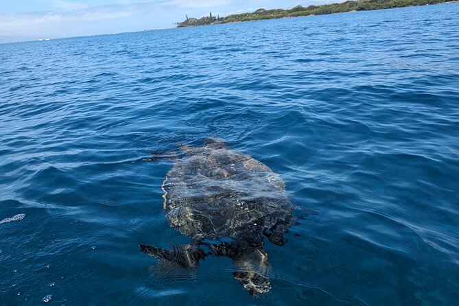 Private Scenic and Reef Snorkeling Kayak Adventure in West Maui - The Kayaking Experience: Pedal Power and Coastal Views
