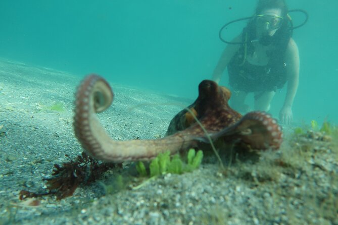 Private Scuba Diving Expert-Led Excursion Training with Tour - Key Points