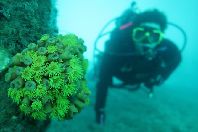 Private Scuba Diving Expert-Led Excursion Training with Tour - Authentic Insights from Past Participants