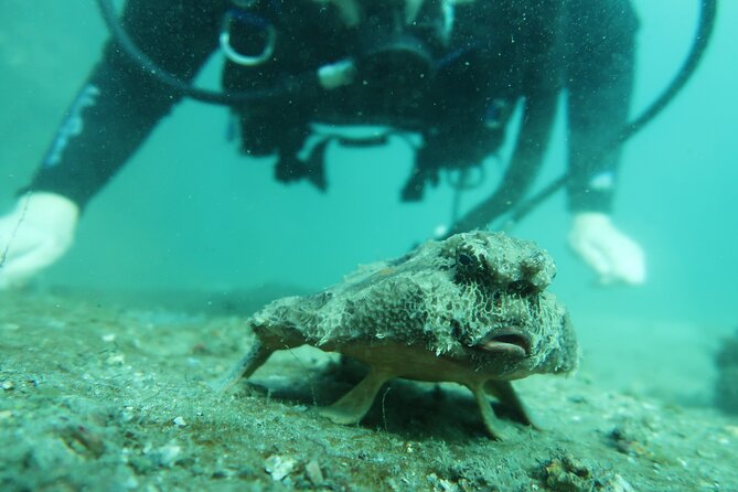 Private Scuba Diving Expert-Led Excursion Training with Tour - Who Will Love This Tour?