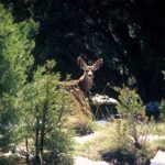 PRIVATE Sedona Jeep Tour Diamondback Gulch Extreme Off-Road - The Experience: What You’ll Actually Feel and See