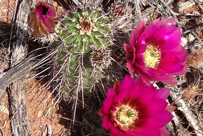 PRIVATE Sedona Scenic Full-Day in Luxury SUV Tour - FAQs