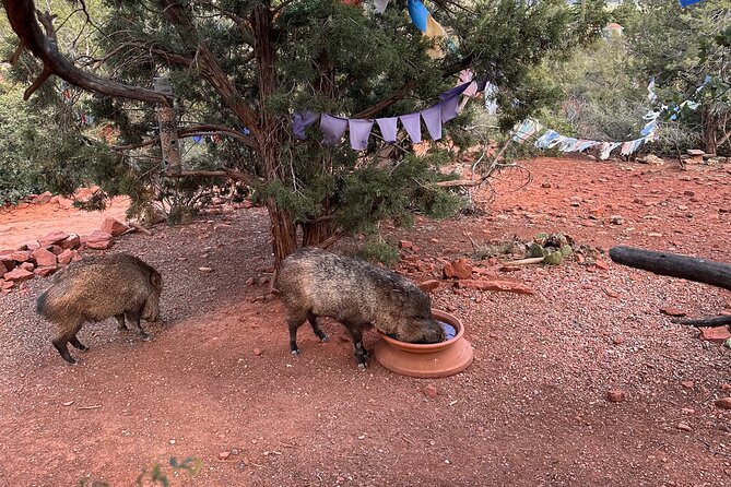 Private Sedona Tour in a Luxury SUV and Local Guide - Who Is This Tour Best For?