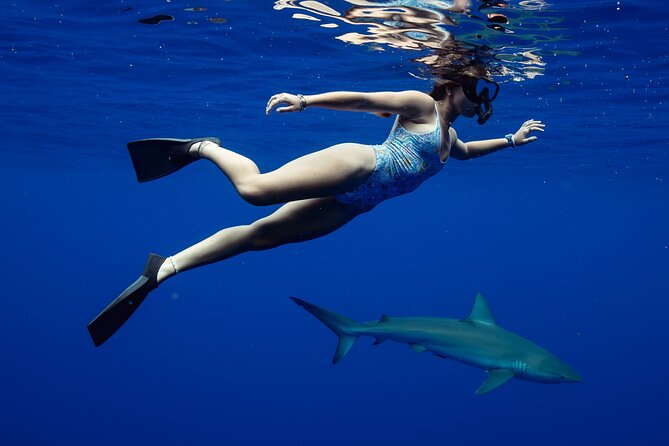 Private Shark Dive, Oahu, Hawaii (6 Guest) - Key Points  