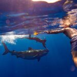 Private Shark Dive, Oahu, Hawaii (6 Guest) - What to Expect from Your Shark Encounter on Oahu