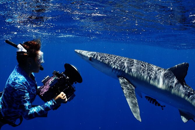 Private Shark Dive, Oahu, Hawaii (6 Guest) - Why This Tour Is Worth Considering  