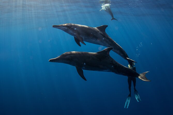 Private Shark Dive, Oahu, Hawaii (6 Guest) - Frequently Asked Questions  