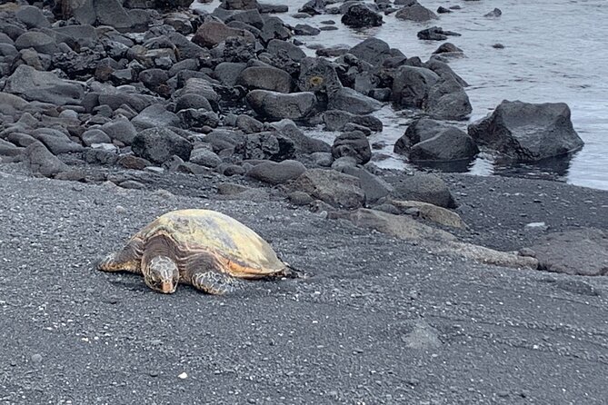 PRIVATE Shore Excursion - 'Best of Hilo and Hamakua coast - Authentic Experiences and Insider Tips