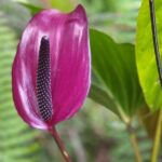 PRIVATE Shore Excursion - 'Best of Hilo and Hamakua coast - Who Is This Tour Best For?