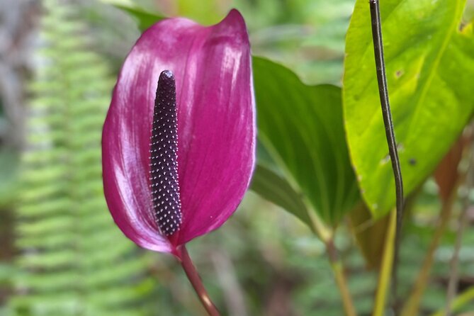 PRIVATE Shore Excursion - 'Best of Hilo and Hamakua coast - Who Is This Tour Best For?