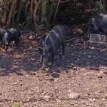 Private Shore Excursion Hilo Land of Frozen Fire up to 14 - Who Would Love This Tour?
