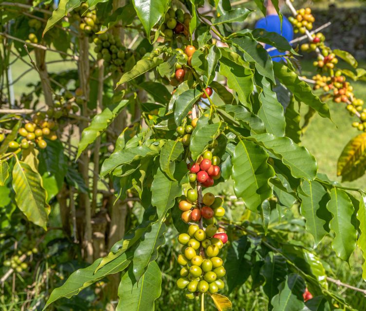 Private Shore Excursion Kona Coffee & National Historic Park - Exploring Kona: A Close-Up on Coffee and Culture