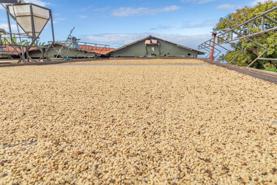 Private Shore Excursion Kona Coffee & National Historic Park - The Full Breakdown: What to Expect on the Kona Coffee & Historic Parks Tour