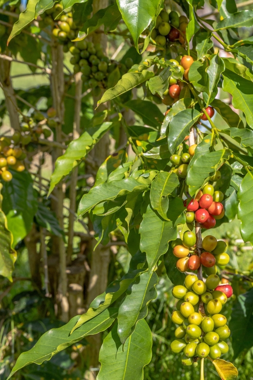 Private Shore Excursion Kona Coffee & National Historic Park - The Sum Up