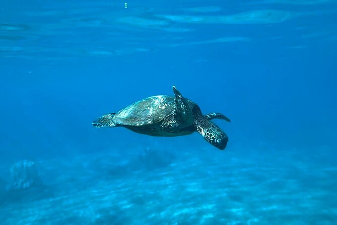 Private Snorkel with Beach Set-Up - The Sum Up: Who Is This Tour Best For?