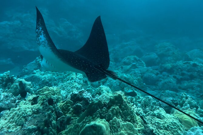 Private Snorkel with Beach Set-Up - FAQ