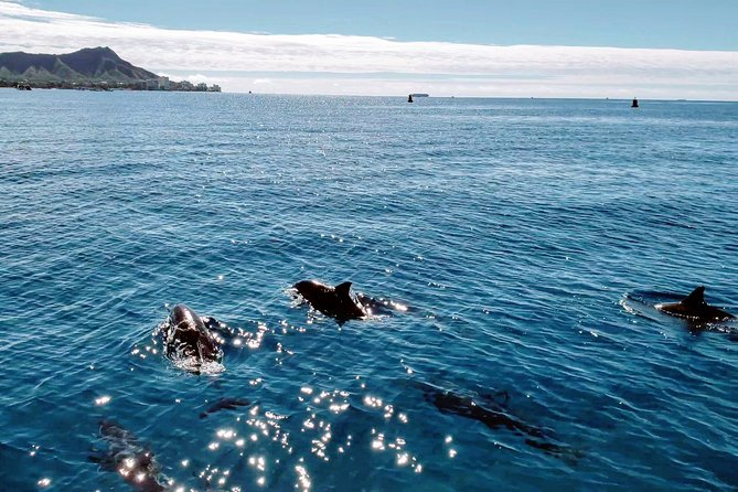 Private Snorkeling and Wildlife on The Adventure Boat - What Reviewers Say