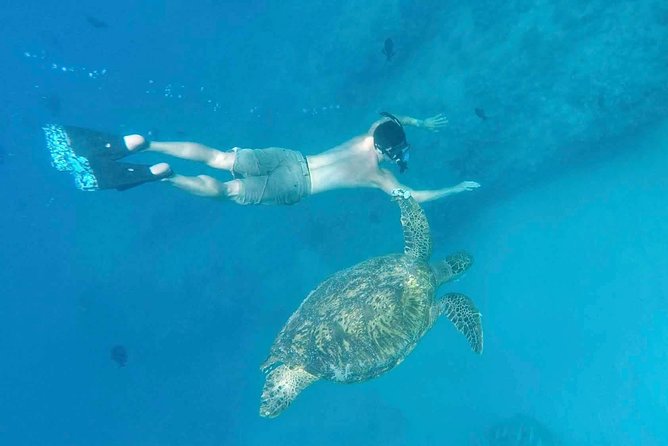Private Snorkeling and Wildlife on The Adventure Boat - Practical Details and Tips