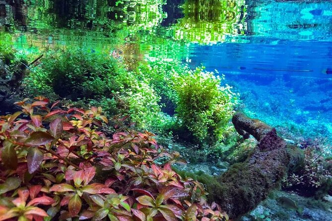 Private Snorkeling Expedition in the Florida Springs - Practical Details That Matter