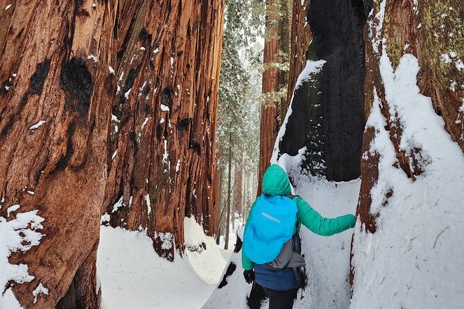 Private Snowshoe Adventure - Sequoia National Park - Detailed Itinerary Breakdown