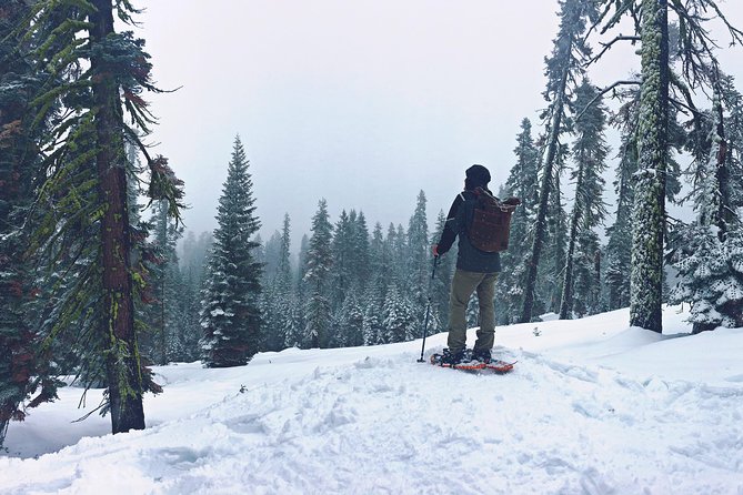 Private Snowshoeing Adventure from Badger Pass to Dewey Point - The Sum Up
