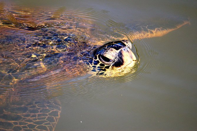 Private Stand up Paddle Lesson and Tour (for 1 or more paddlers) - What to Bring & Considerations