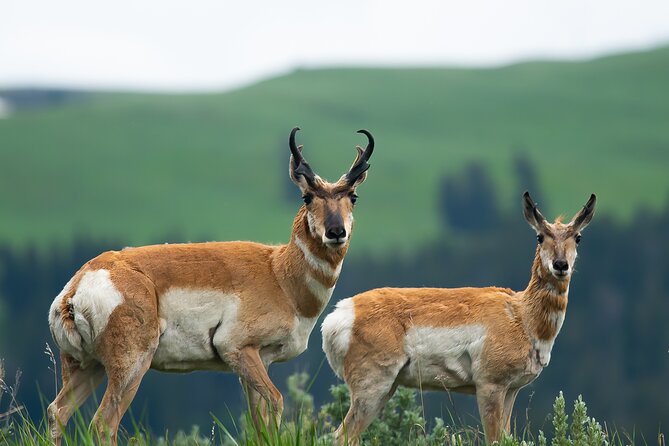 Private Sunrise 4-Hour Grand Teton Wildlife Adventure - What to Expect from This Wildlife Adventure