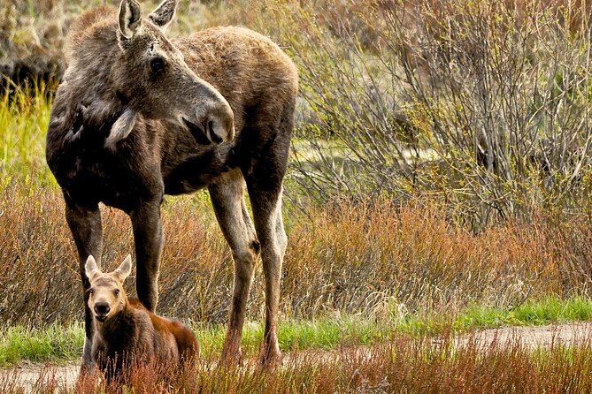 Private Sunrise 4-Hour Grand Teton Wildlife Adventure - Pricing & Value