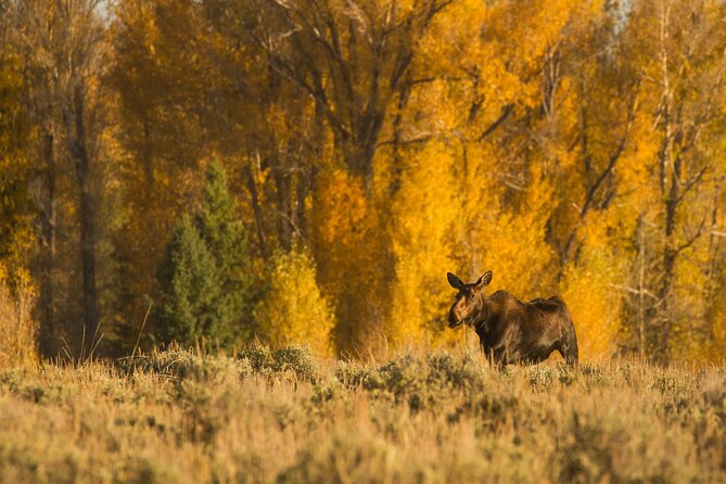 Private Sunrise 4-Hour Grand Teton Wildlife Adventure - Who Will Love This Tour?