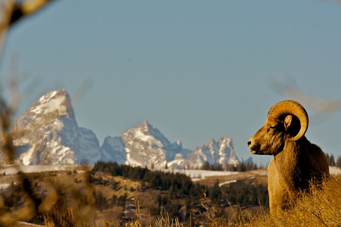 Private Sunrise 4-Hour Grand Teton Wildlife Adventure - FAQs