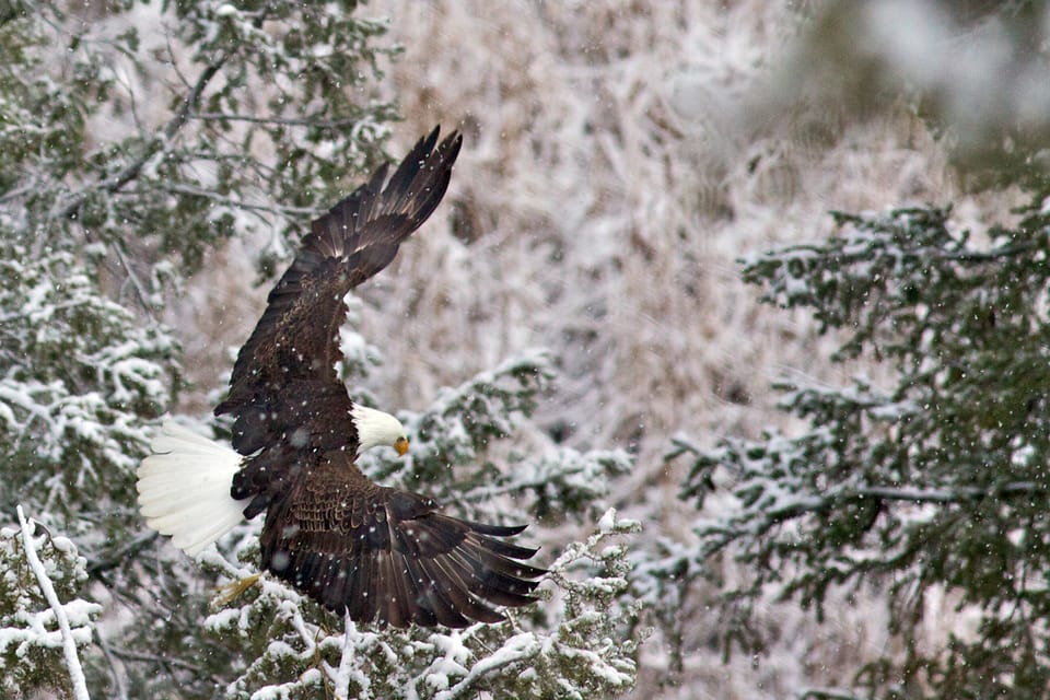 Private Sunrise Tour of Grand Teton National Park - Value for Money