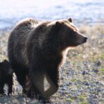 Private Sunrise Wildlife Adventure Into Yellowstone Lamar Valley - What to Expect During the Tour