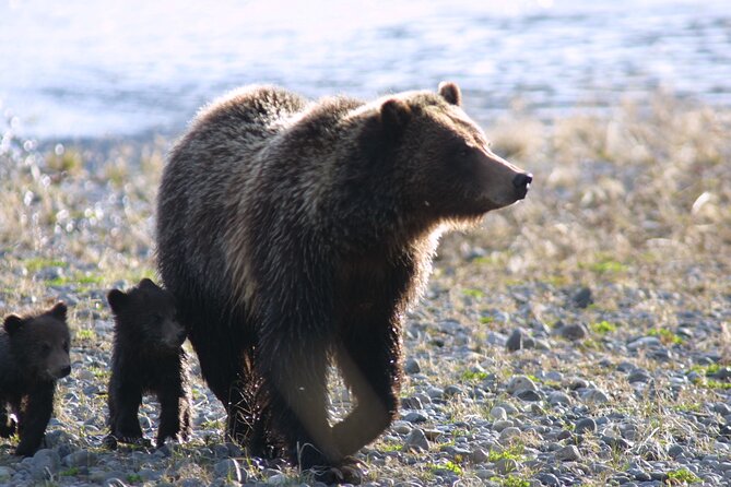 Private Sunrise Wildlife Adventure Into Yellowstone Lamar Valley - What to Expect During the Tour