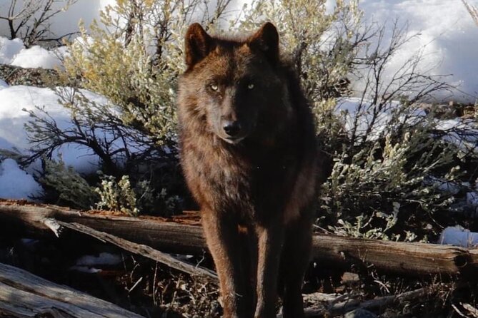 Private Sunrise Wildlife Adventure Into Yellowstone Lamar Valley - Authentic Insights from Reviewers
