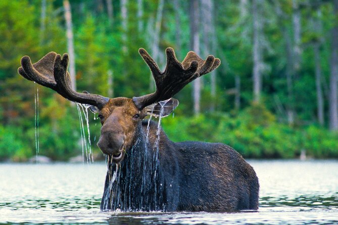 Private Sunset 4-Hour Grand Teton Wildlife Adventure - Who Will Love This Tour?