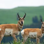 Private Sunset 4-Hour Grand Teton Wildlife Adventure - Final Thoughts: Is This Tour Worth It?