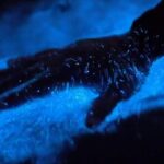 Private Sunset and Bioluminescence Tours in Cocoa Beach - What to Bring and Wear