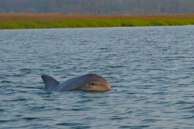 Private Sunset and Fireworks Dolphin Tour (6 people max) - The Value of This Private Tour