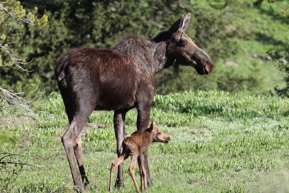 Private Sunset Safari of Grand Teton National Park - Key Points