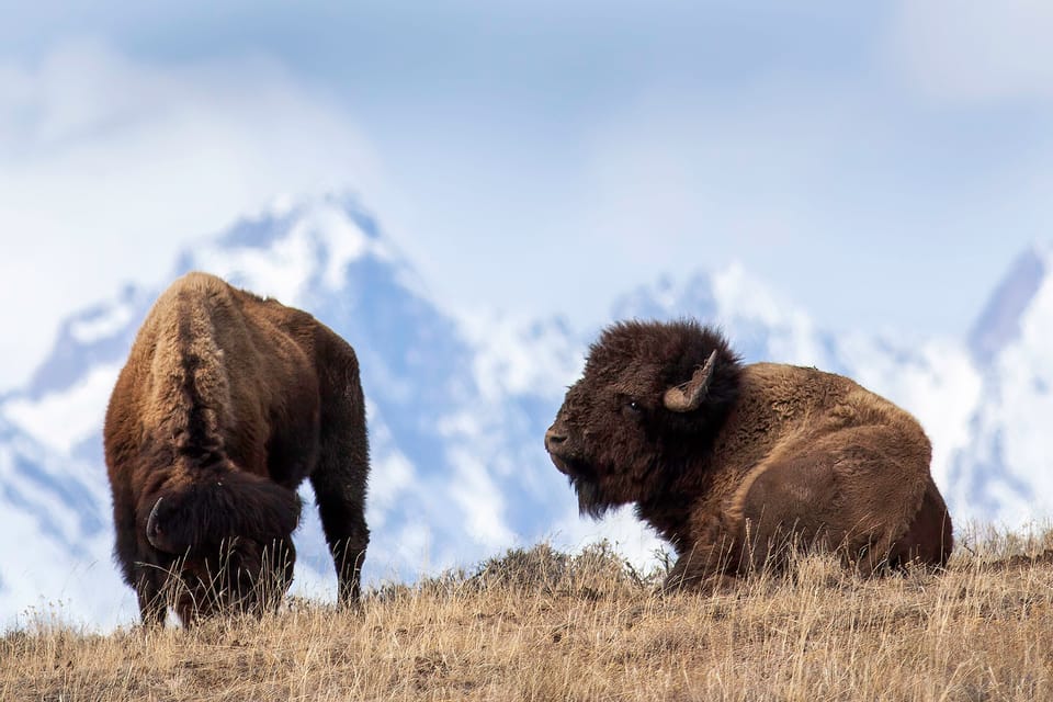 Private Sunset Safari of Grand Teton National Park - Exploring the Sunset Safari in Grand Teton: What to Expect